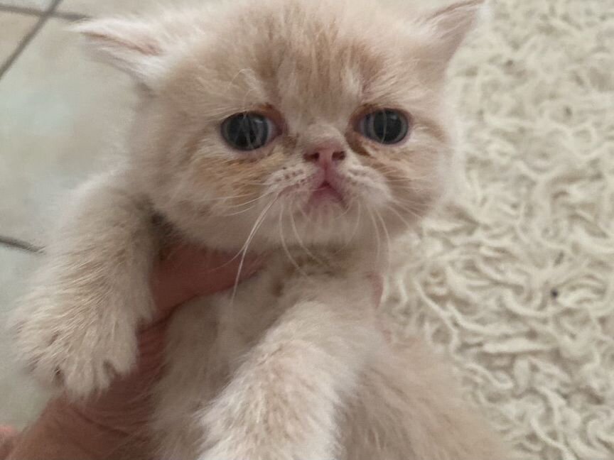 Экзотические котята