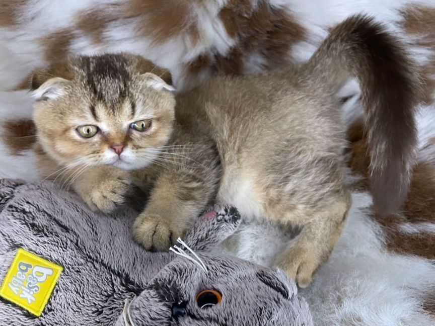 Шотландский Вислоухий Котенок