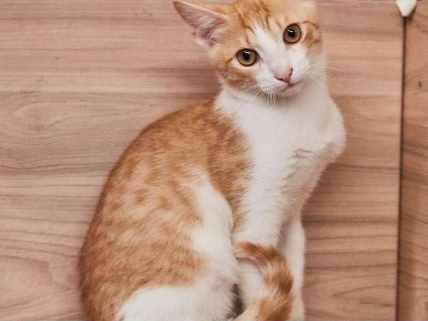 Котенок подросток ласковый мальчик