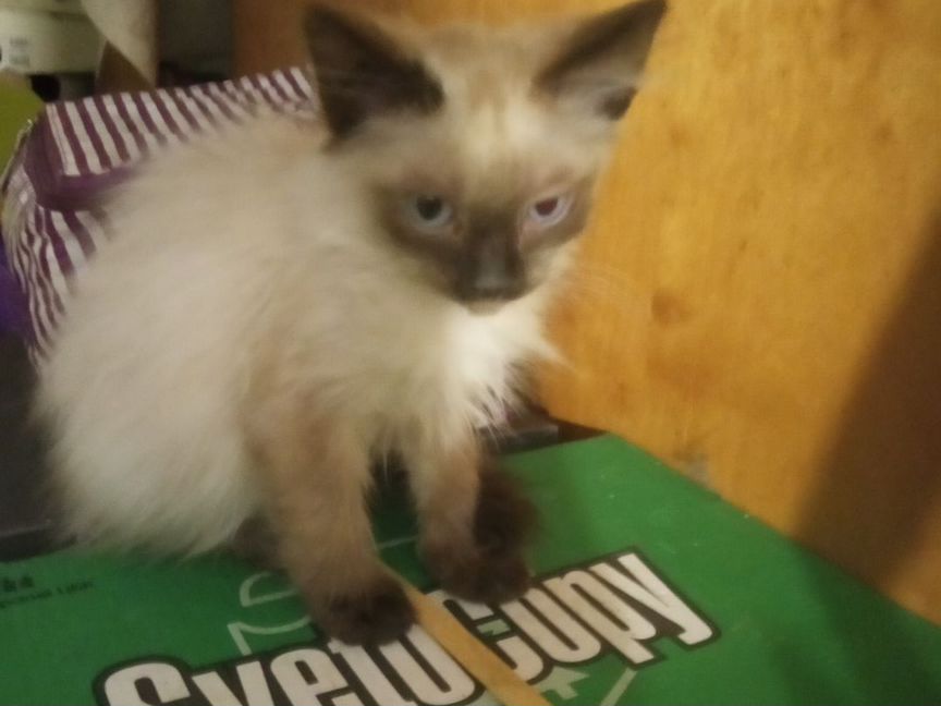 Котенок породы рэгдол 4 мес