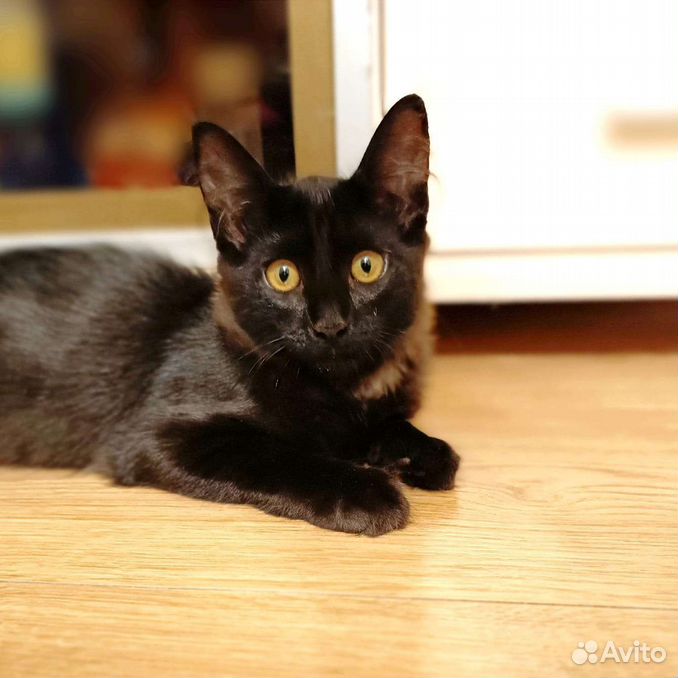 Котенок Максик ищет семью