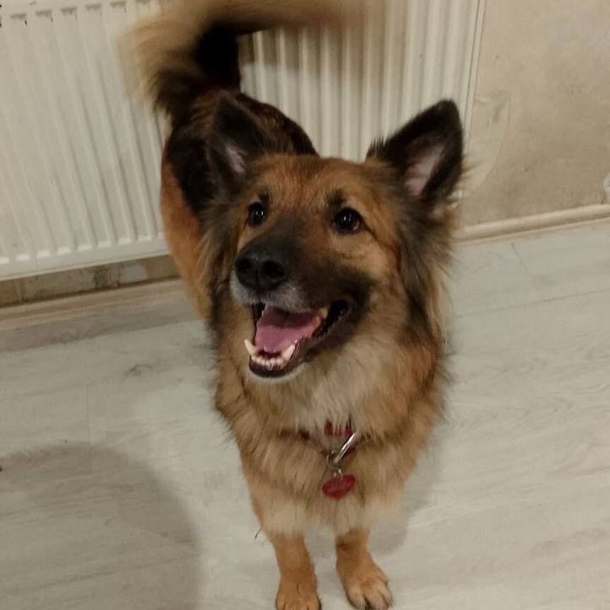 Песик в добрые руки