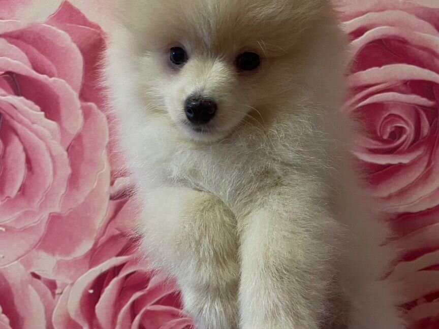 Собака щпиц