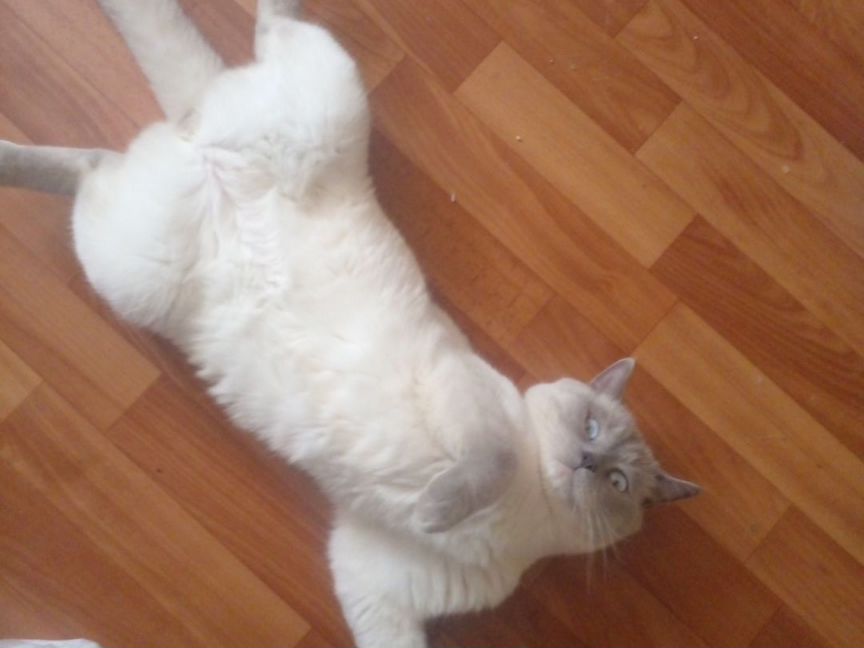 Кот блю пойнт