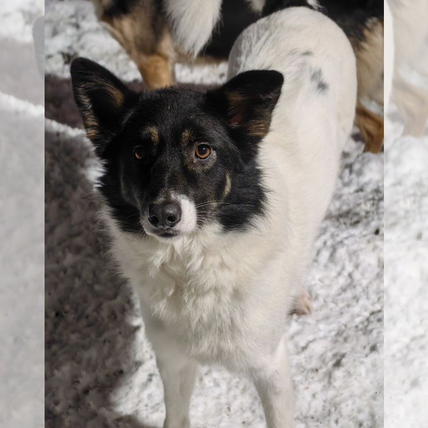 Взрослая собака в добрые руки