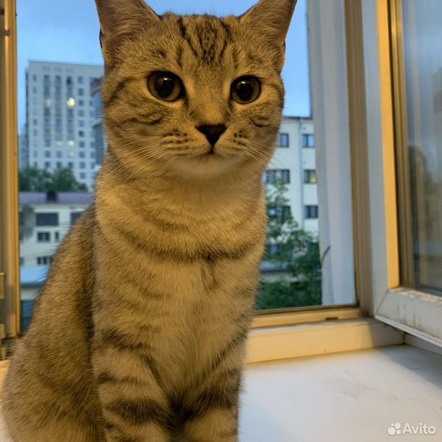 Британская кошечка на вязку