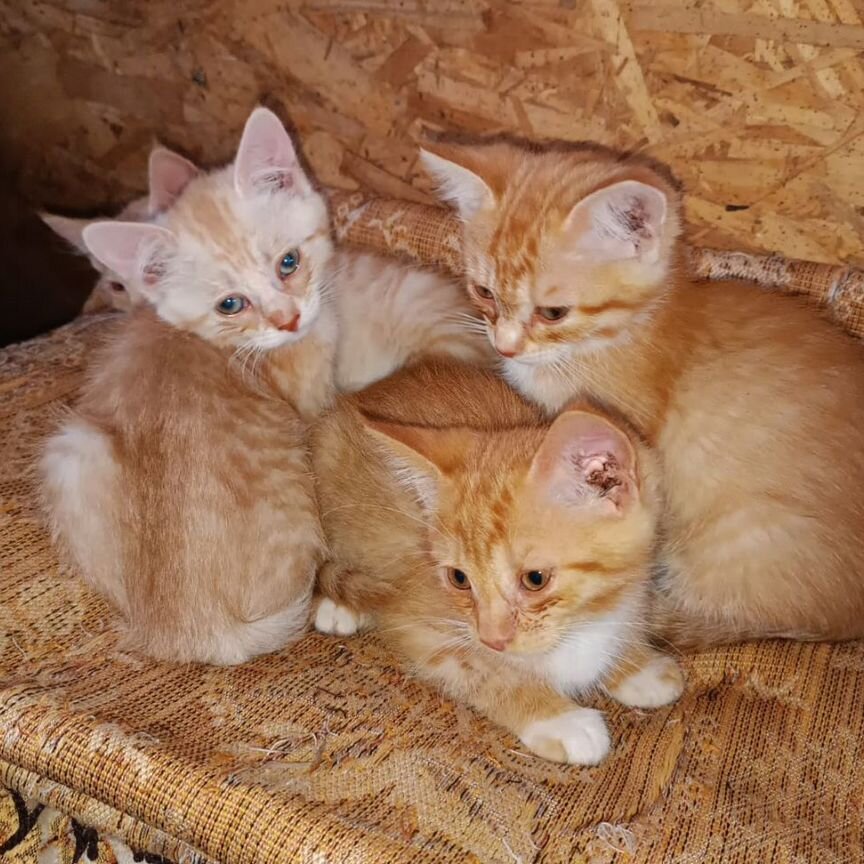Рыжие котята, 2 мес в добрые руки