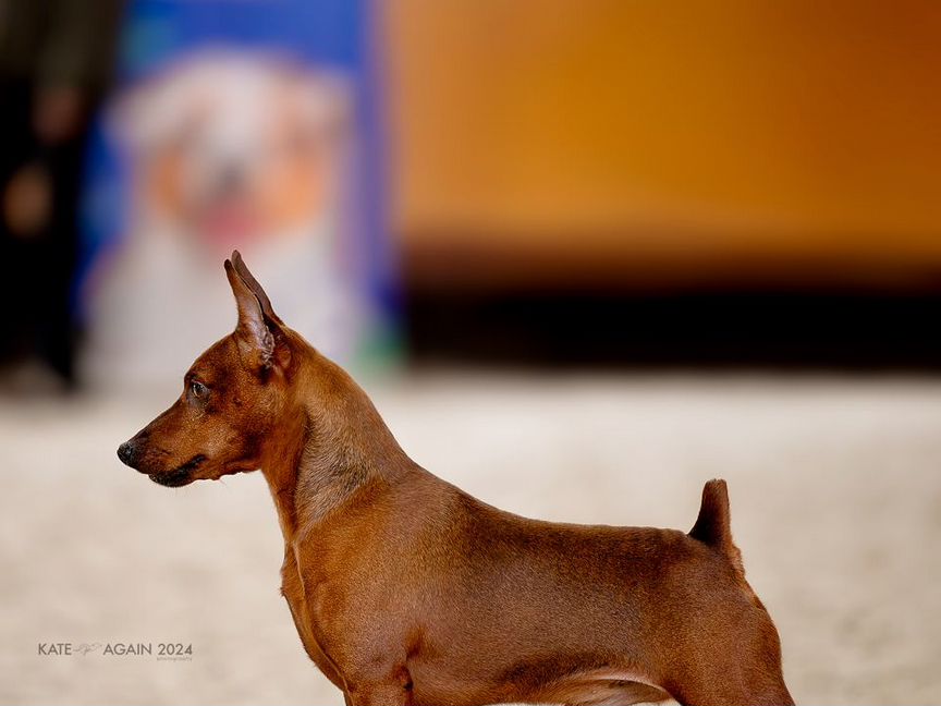 Прекрасные черно- подпалые девчонки