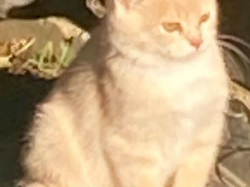 Кошка в дар