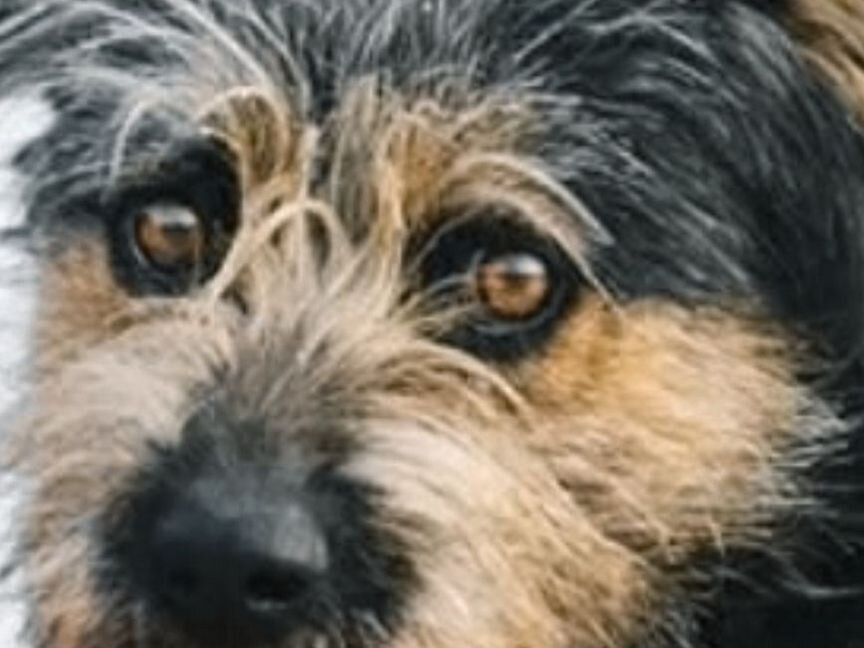 Собака из приюта