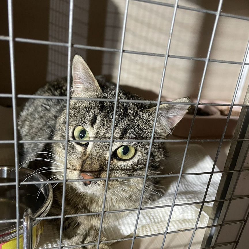 Котик ищет дом