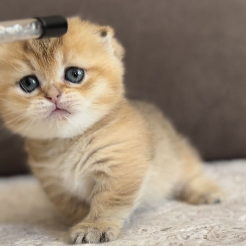 Манчкин скотиш килт фолд