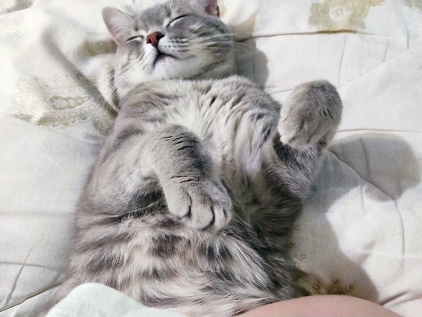 Шотландский кот вязка