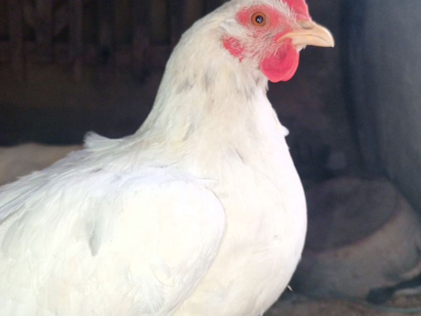 Куры молодки несушки