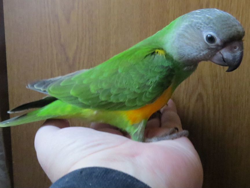 Птенец сенегальского попугая