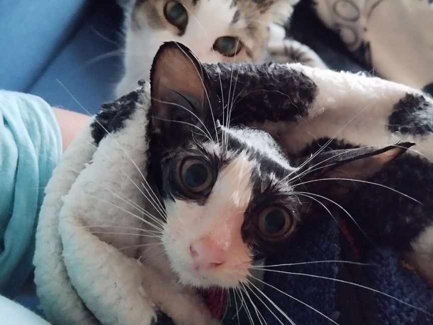 Котенок-мальчик 2 мес ищет дом