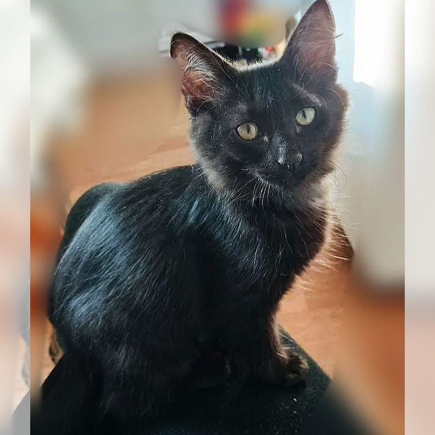 Котята, к лотку приучены