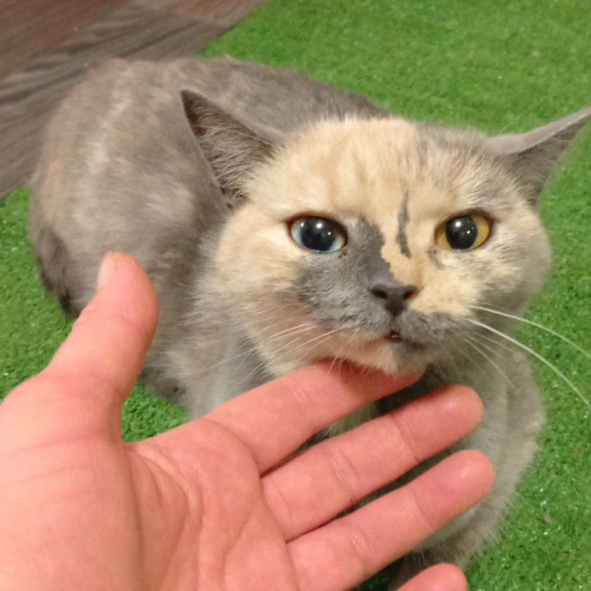 Британская короткошёрстная кошка, взрослая