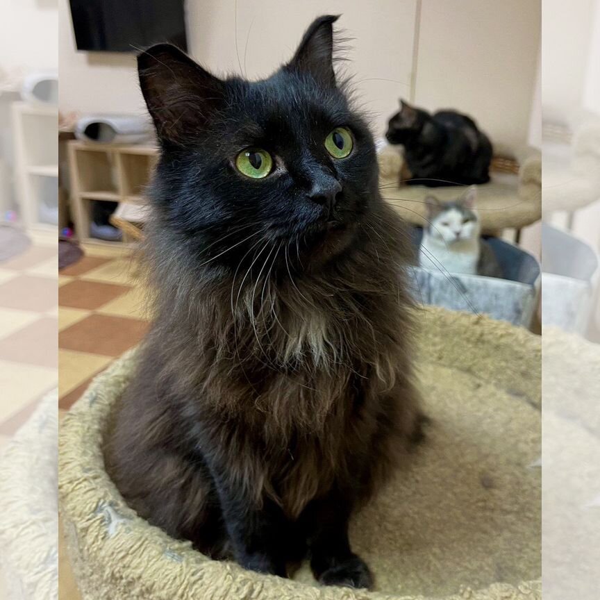 Спокойный ручной котик