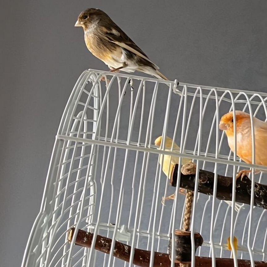 Канарейка самка