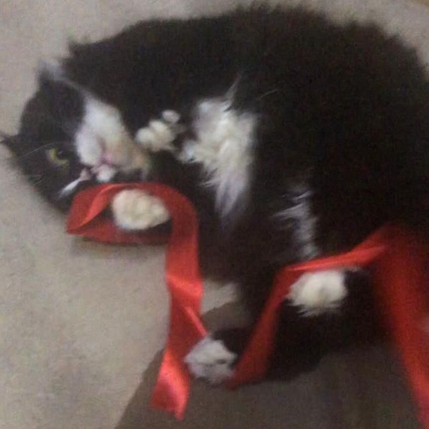 Кошечка шотланка вислоухая