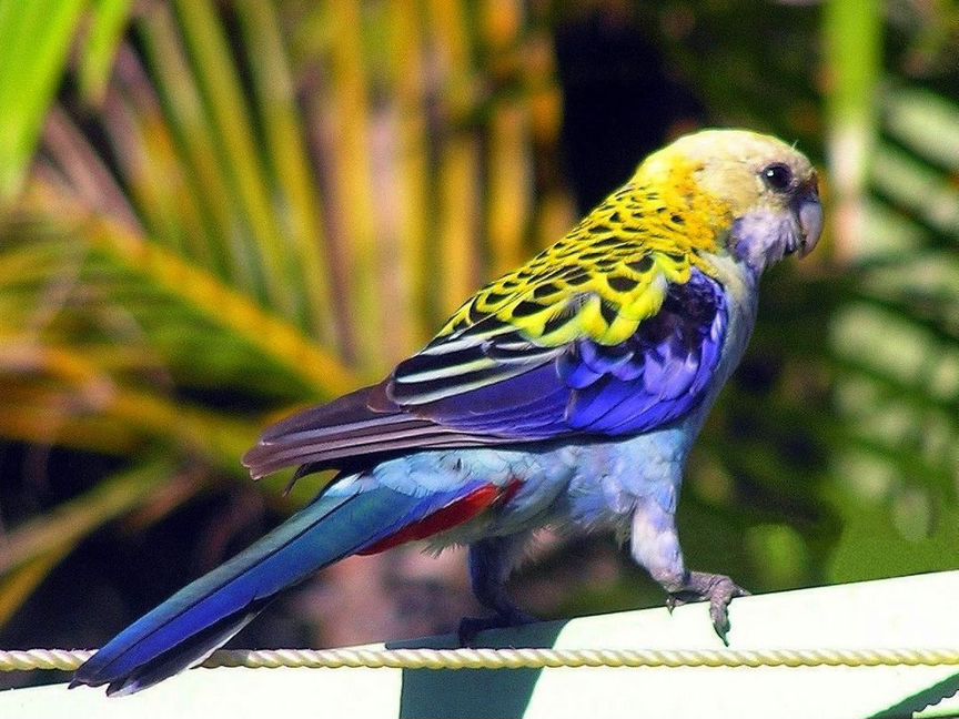 Попугай розелла бледноголовый