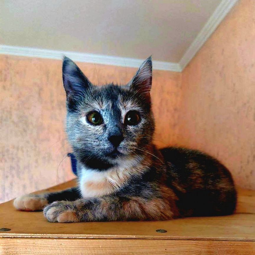 Кошки