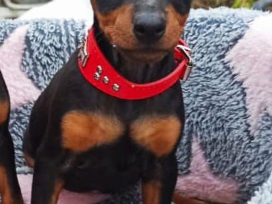 Цвергпинчер мальчик