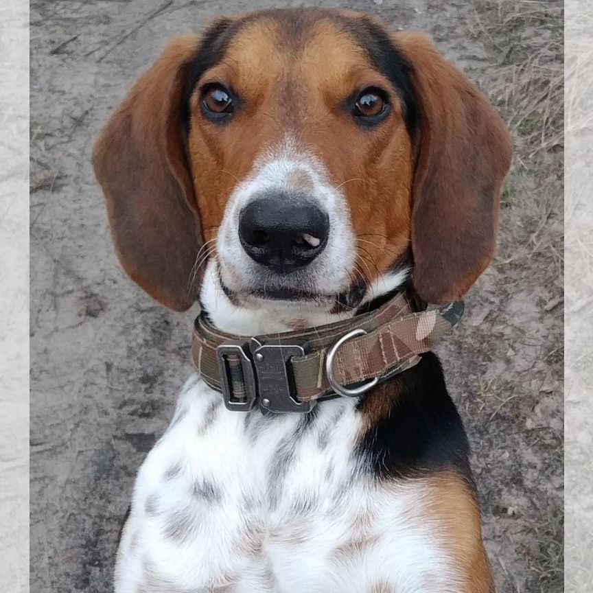 Бигль-харьер, вязка