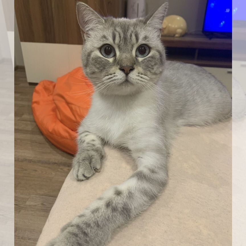 Шотландская прямоухая кошка 3 года