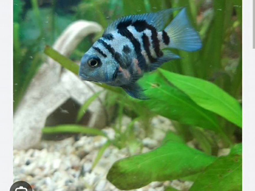 Мальки попугайчика