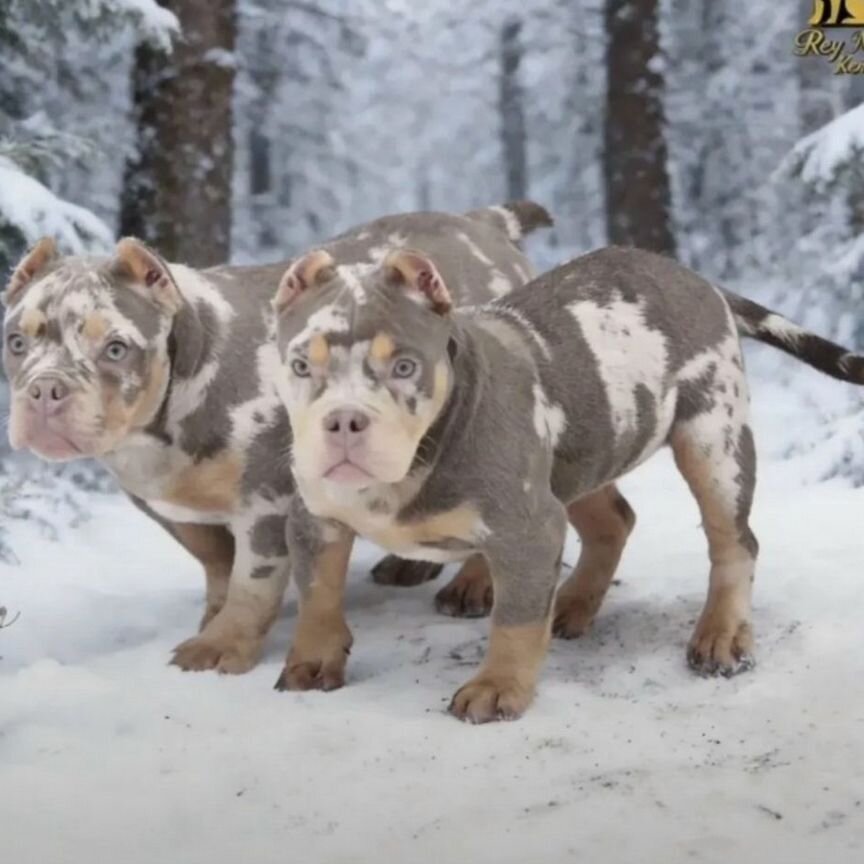 Американский булли, щенок