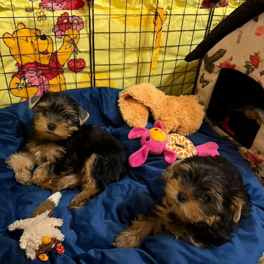 Йоркширский терьер, щенок