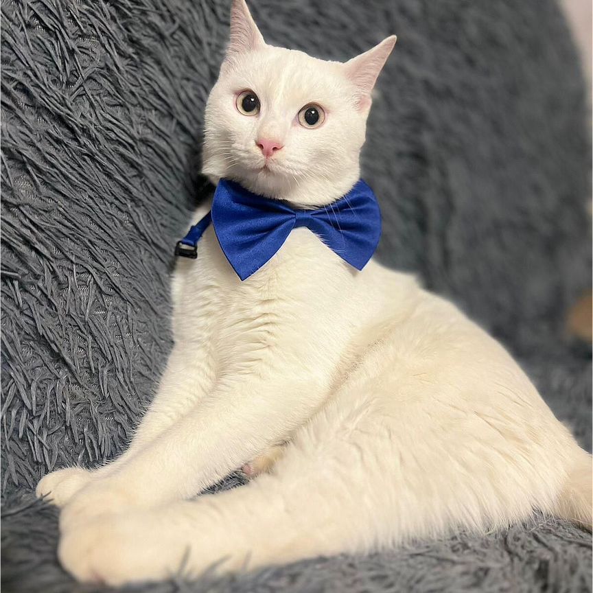 Взрослый кот в добрые руки