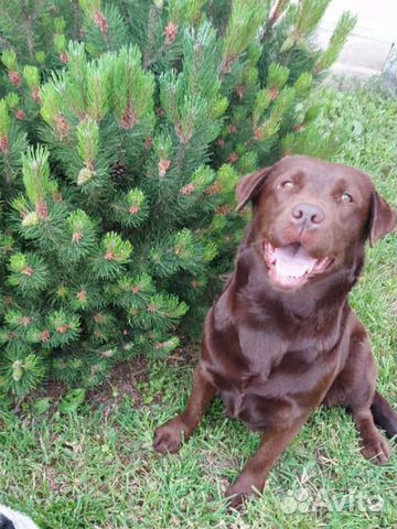 Требуется кобель для случки