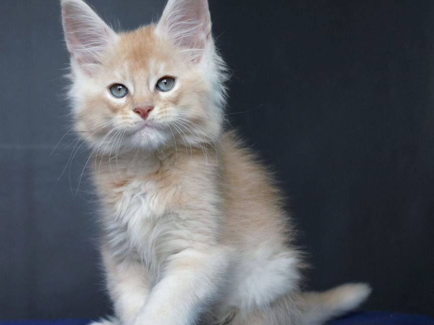 Кремовый серебристый мейн-кун