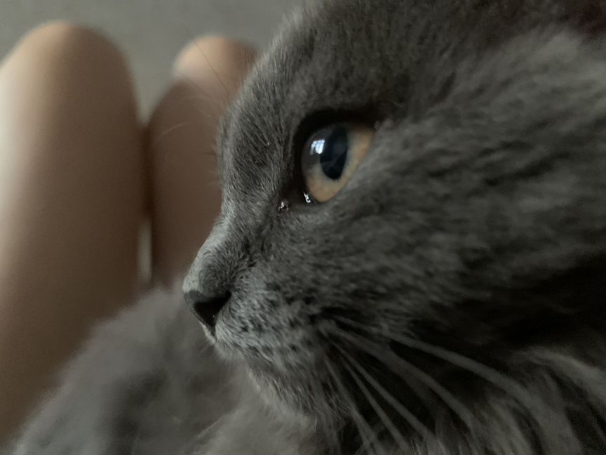 Кошка