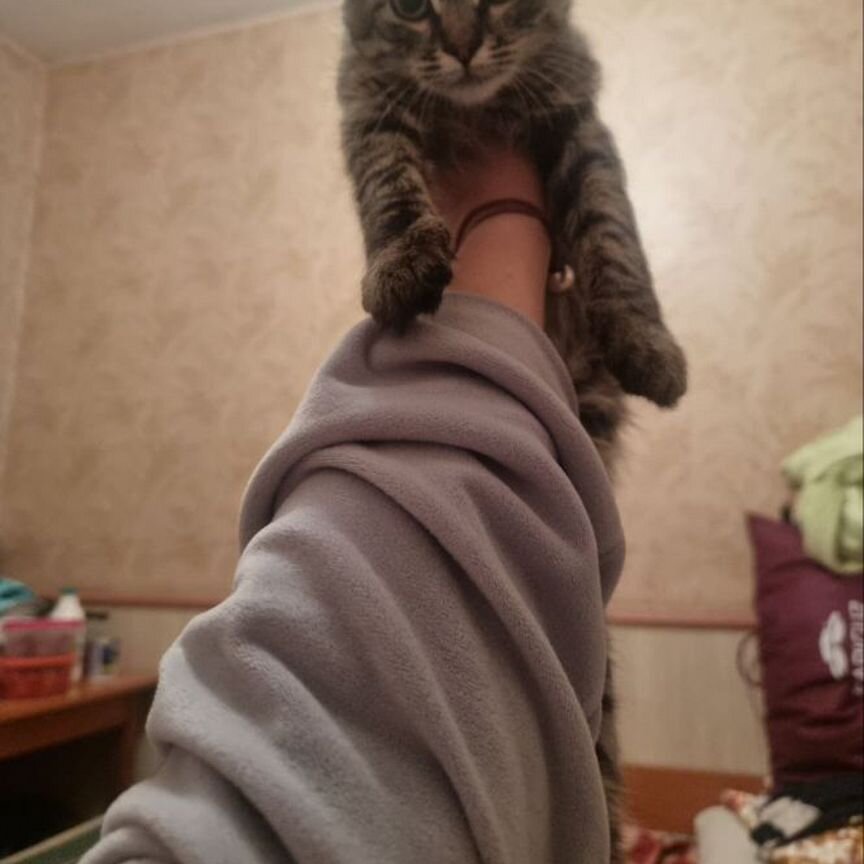 Отдам в хорошие руки котенка