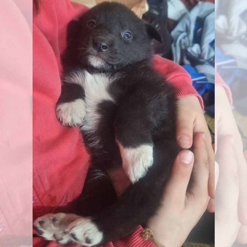 Лабрадор-ретривер, щенок