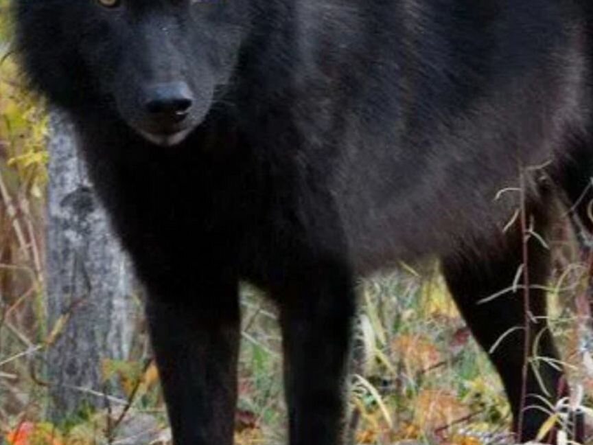 Канадская волчица