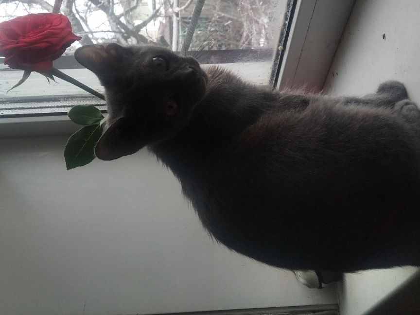 Котенок мальчик бесплатно