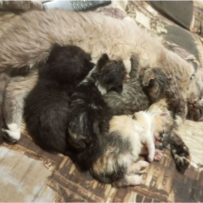 Котёнок в добрые руки