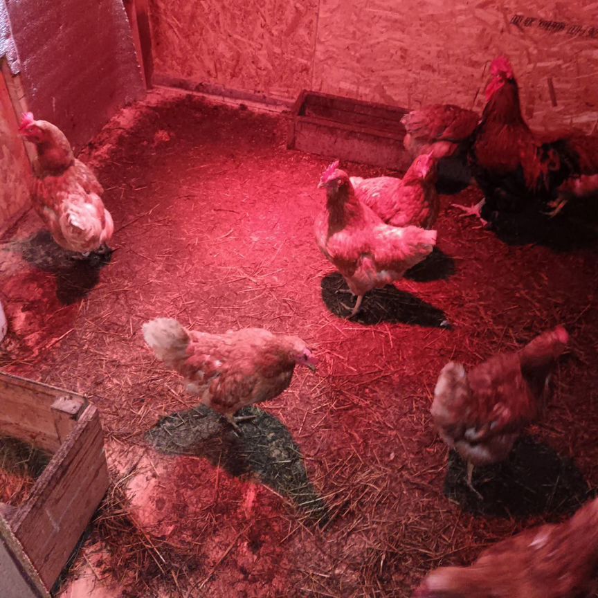 Продам 8курочек несушек и1петушок