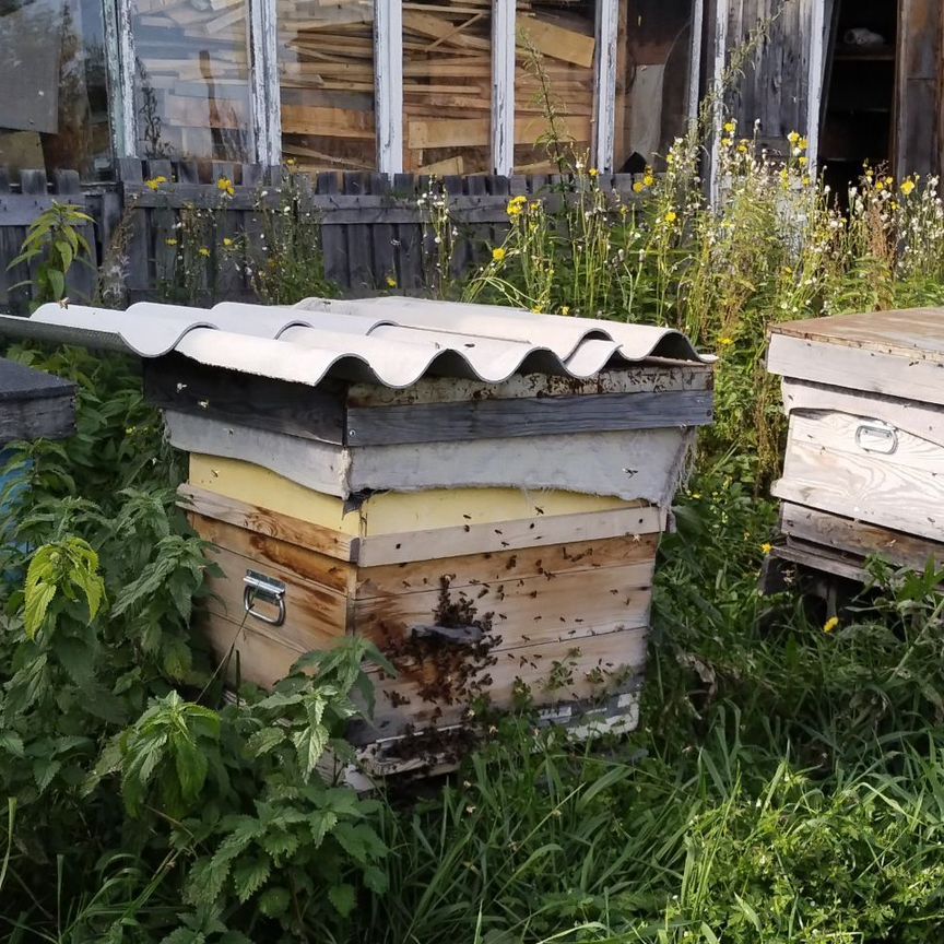 Продам 4 улья
