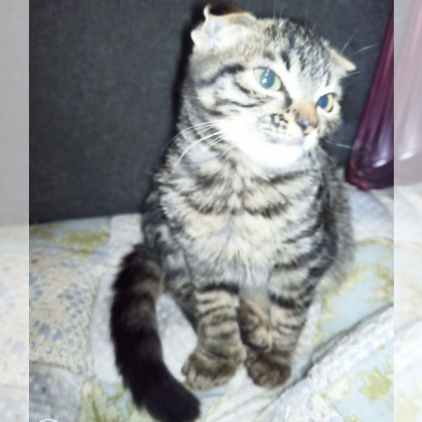 Шотландский вислоухий короткошёрстный котёнок