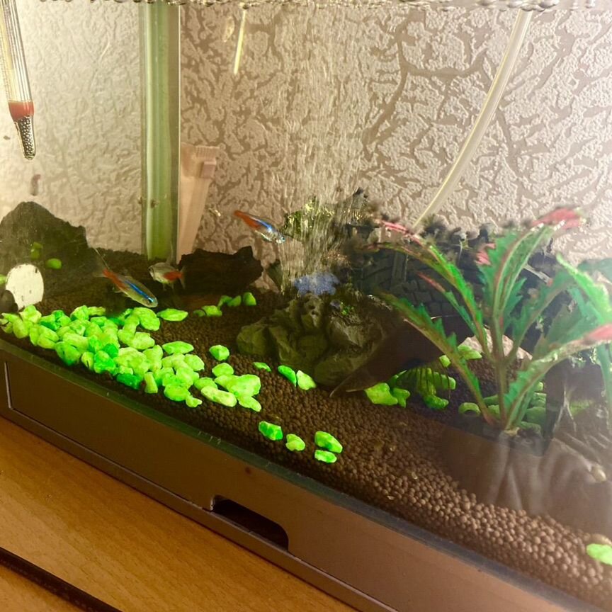 Аквариум с рыбками