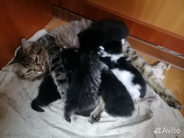 Котята - очаровашки в дар