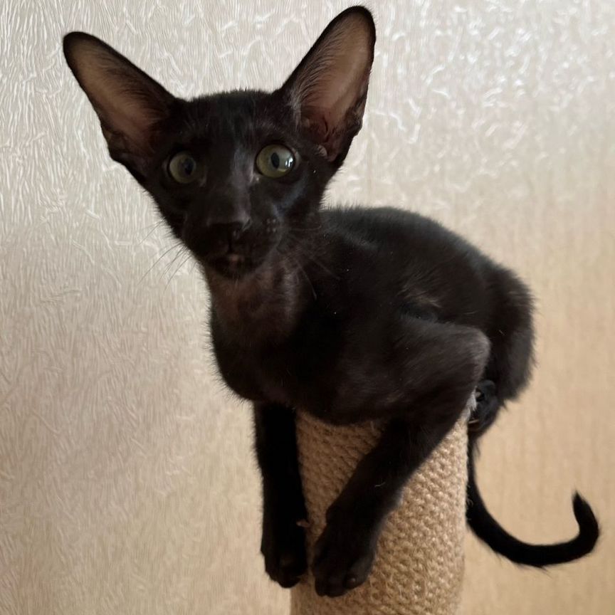 Ориентальный котёнок