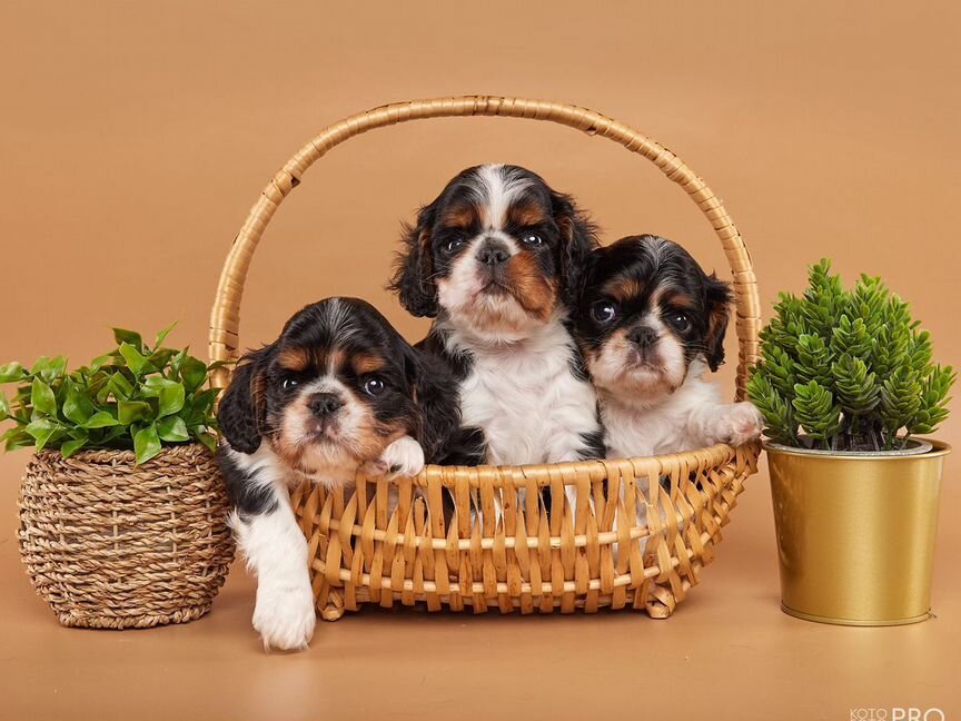 Щенки Кинг Чарльз спаниель (не Кавалер)