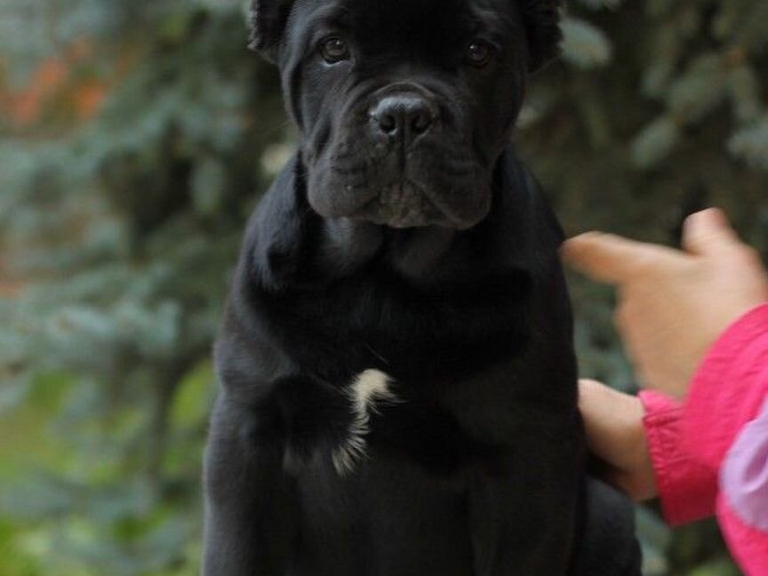 Красивые щенки